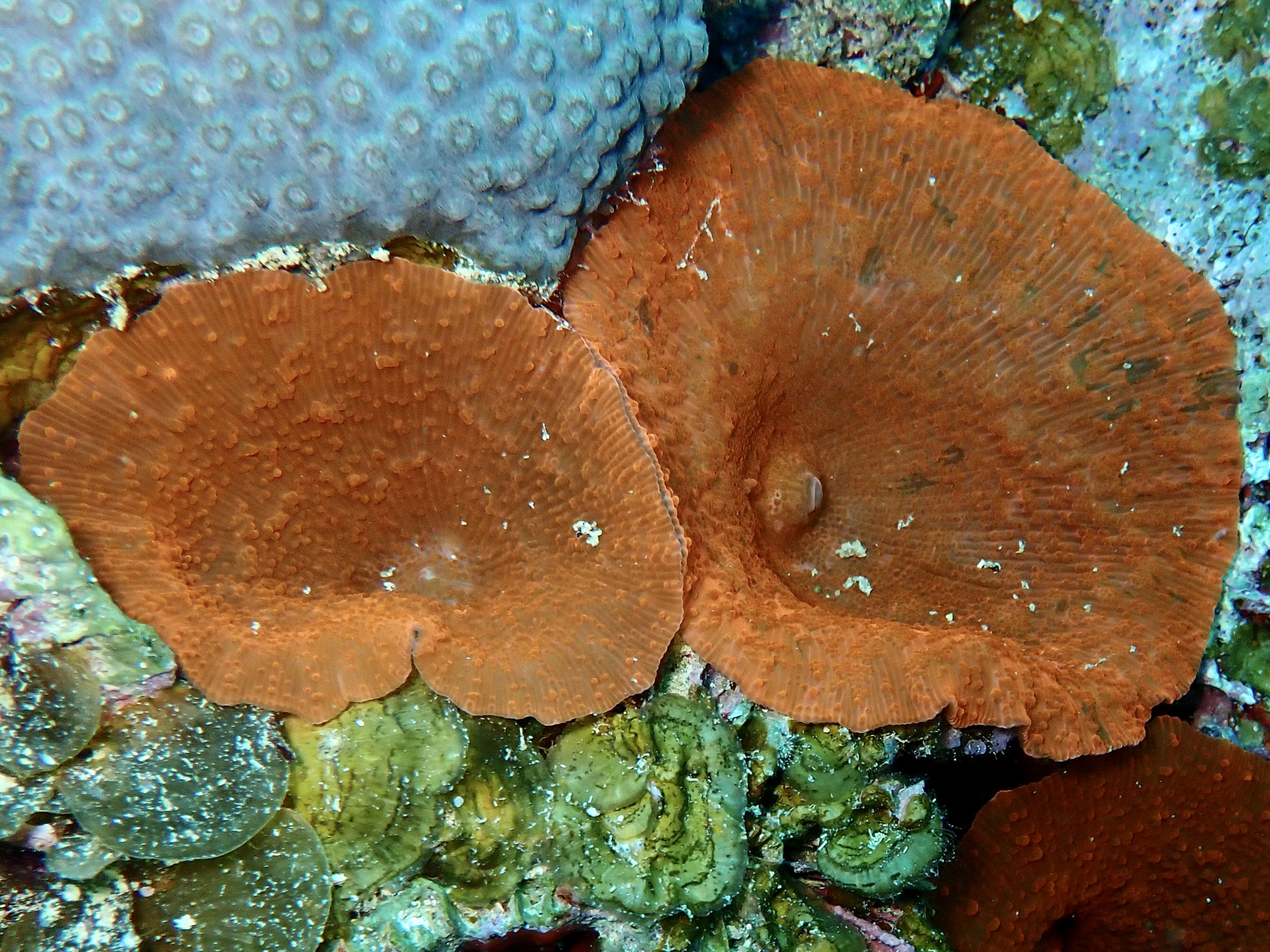 Discosoma nummiforme - Houtman Abrolhos Marine Life