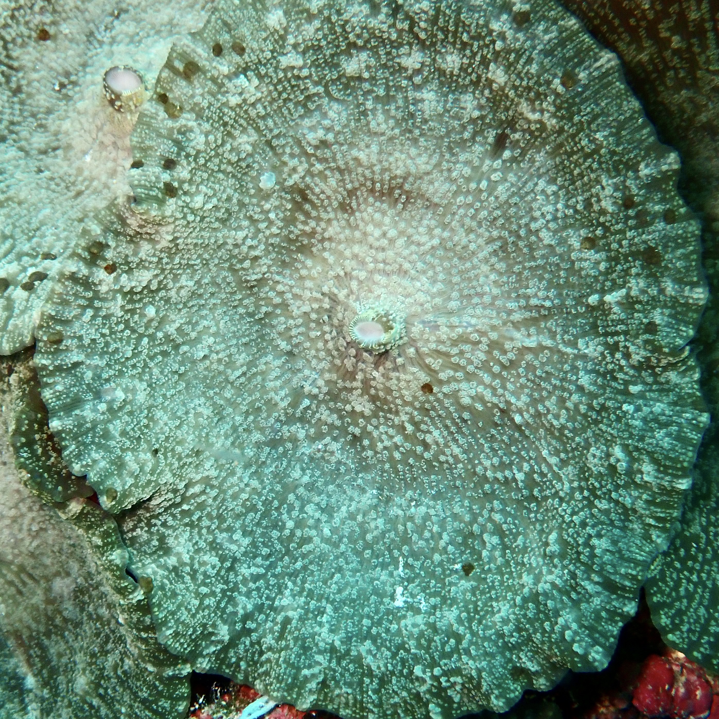 Discosoma nummiforme - Houtman Abrolhos Marine Life
